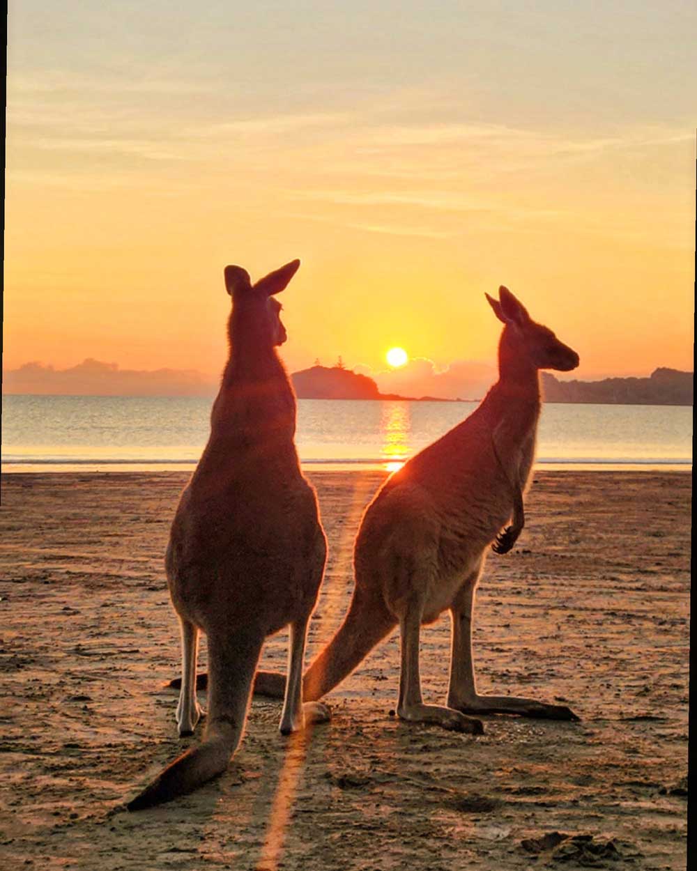 Sunrise with the Kangaroos and Wallabies - Driftwood Tours