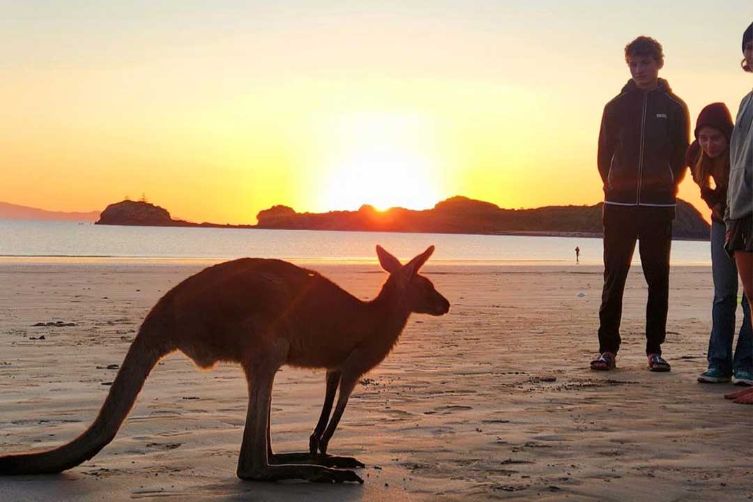 Sunrise with the Kangaroos and Wallabies - Driftwood Tours