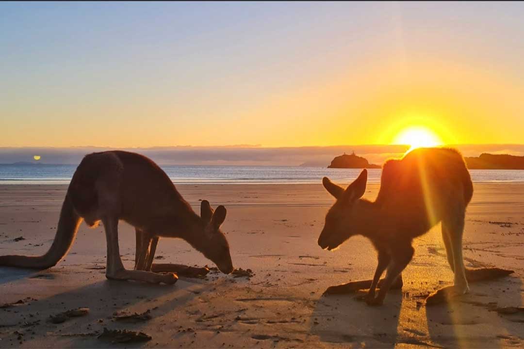 Sunrise with the Kangaroos and Wallabies - Driftwood Tours